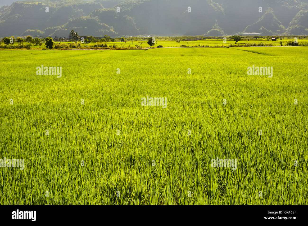 Rice farm in country Stock Photo - Alamy