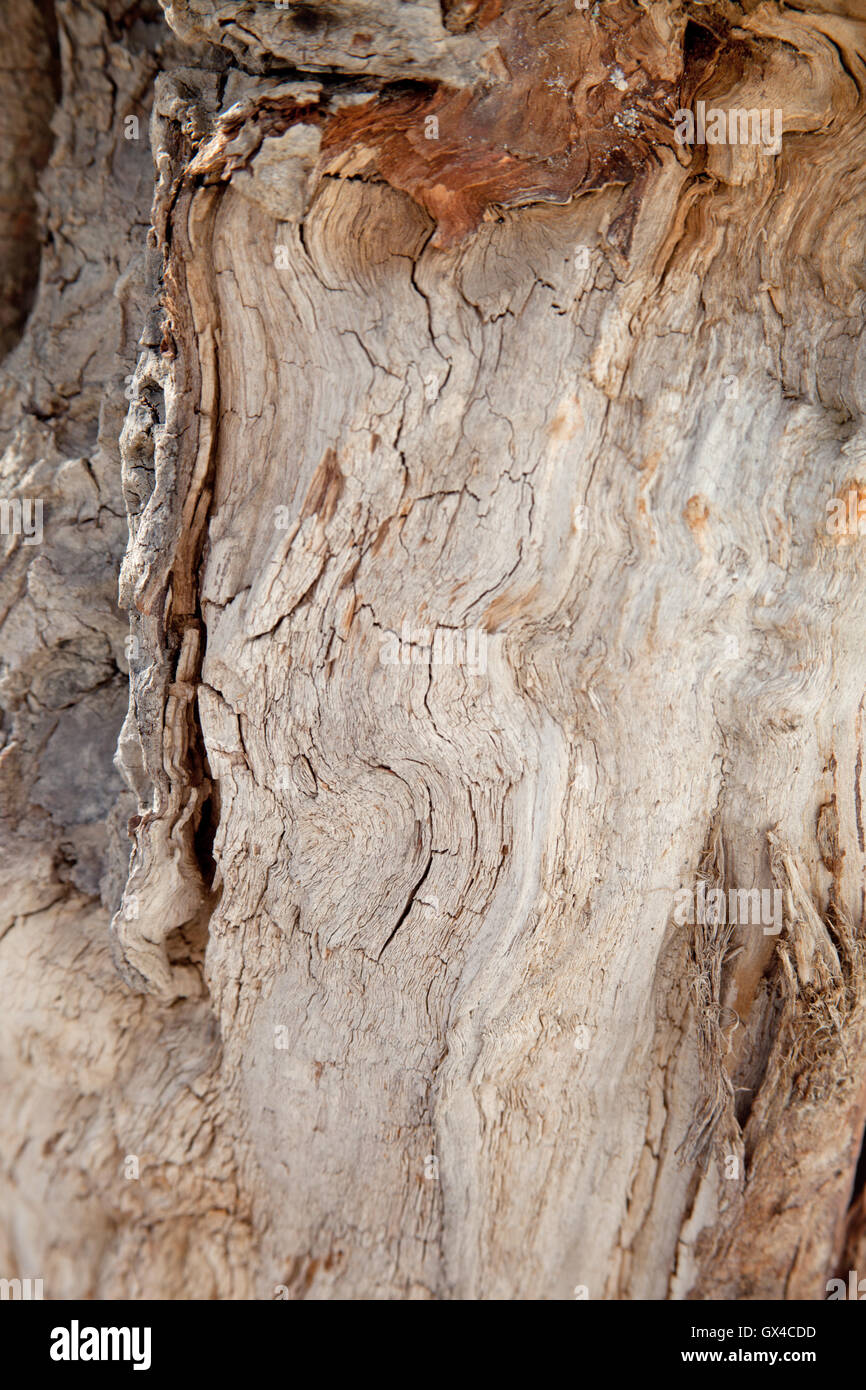old tree texture Stock Photo - Alamy