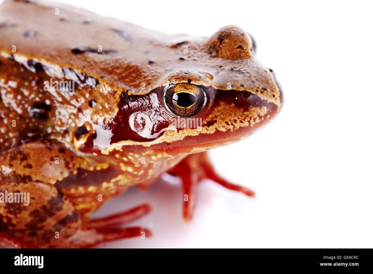 Spotted brown frog hi-res stock photography and images - Alamy