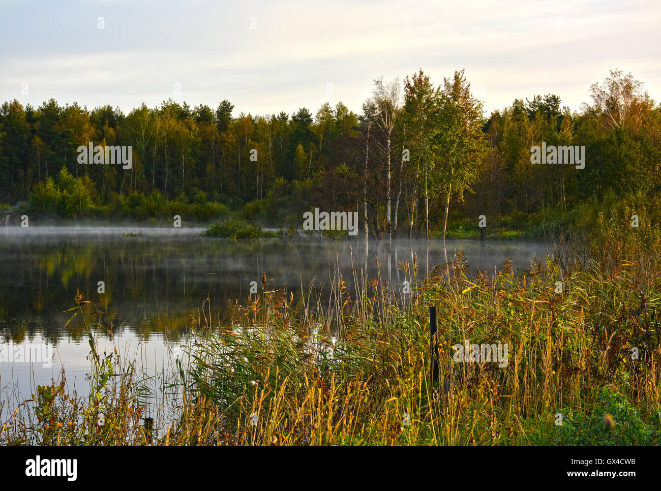 Morning mist on forest lake Stock Photo - Alamy