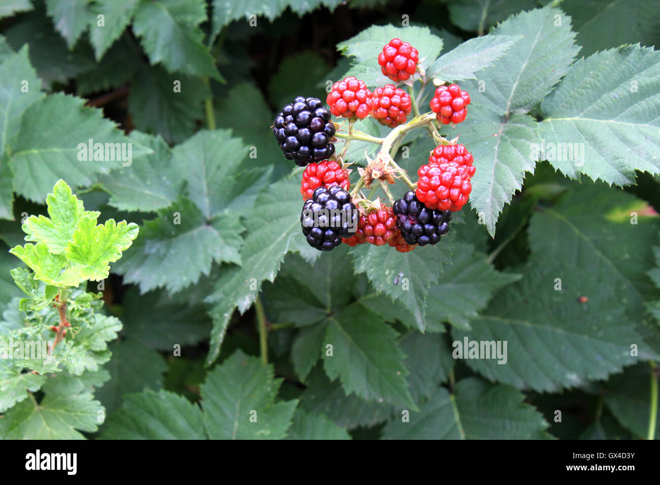 Ripe blackberries in the tree Stock Photo - Alamy