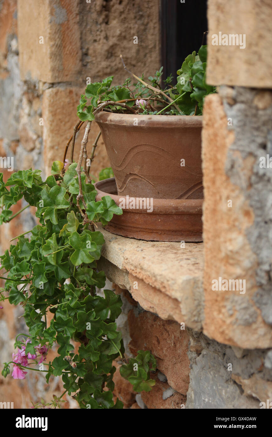 geranium in a clay pot Stock Photo - Alamy