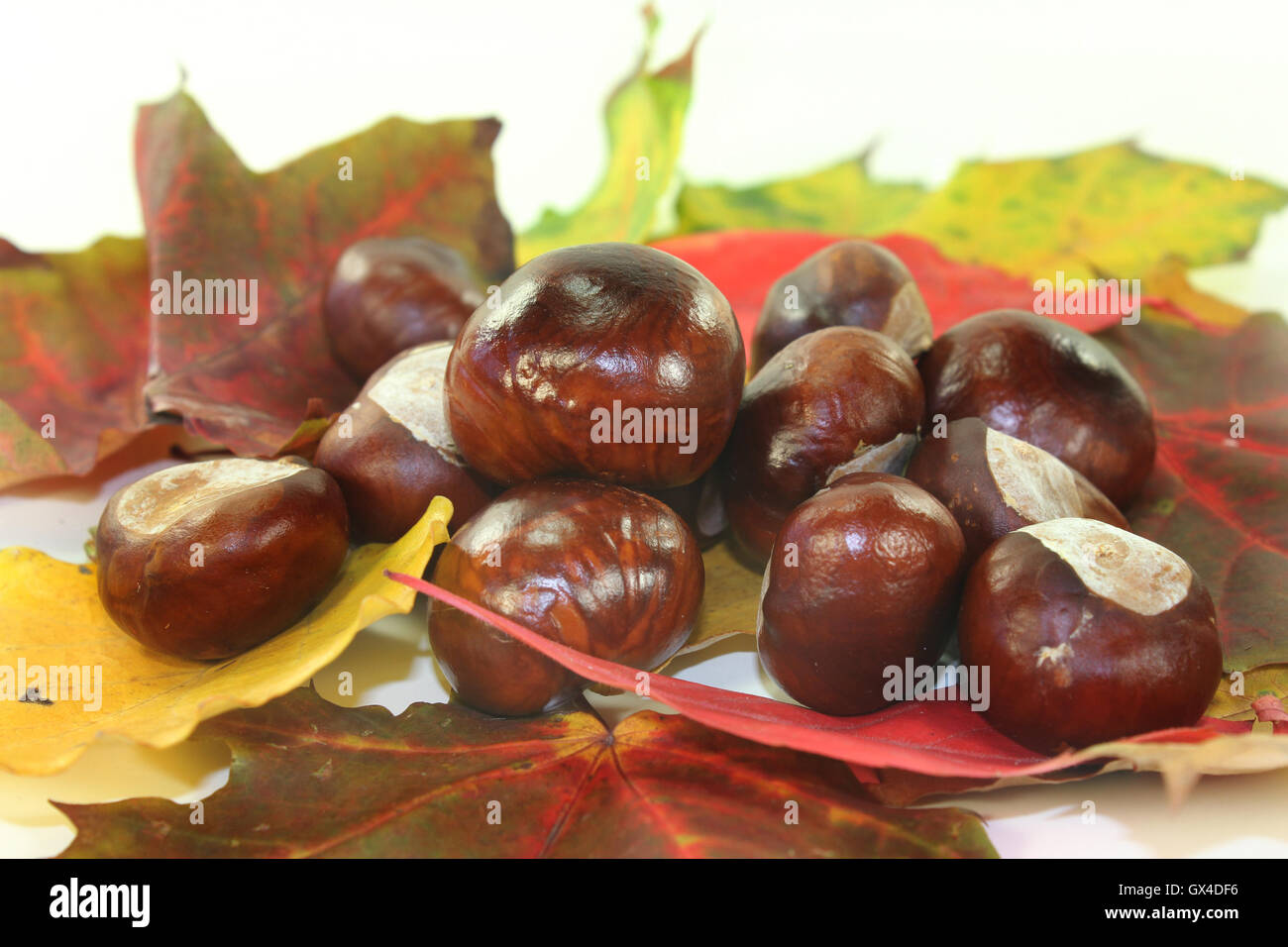 Buckeye nuts hi-res stock photography and images - Alamy