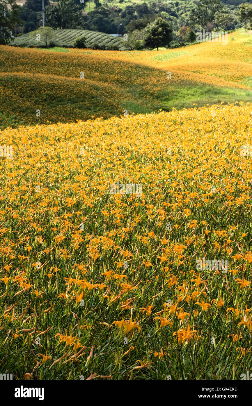 Field of tiger lily Stock Photo - Alamy