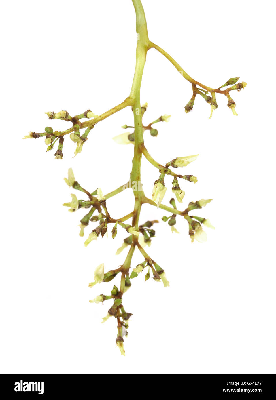 Bunch of grapes without berry Stock Photo - Alamy