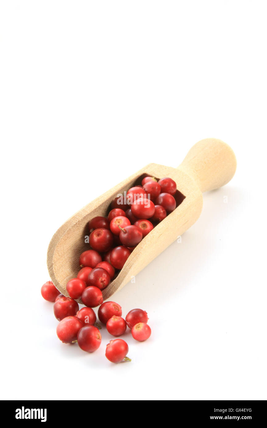 Cranberry berry branch hi-res stock photography and images - Alamy