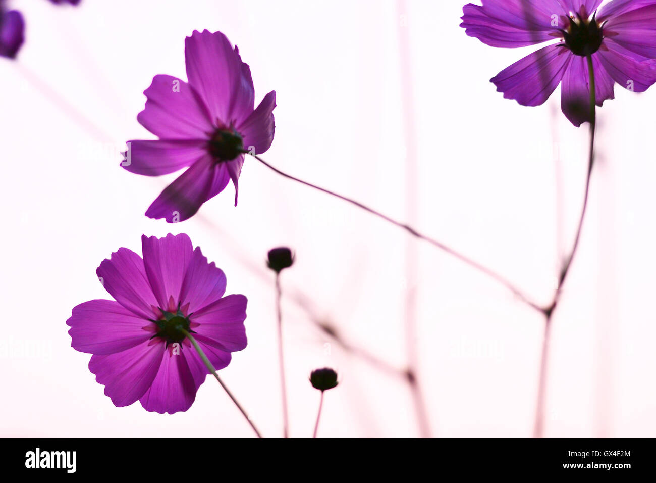 Purple cosmos hi-res stock photography and images - Alamy