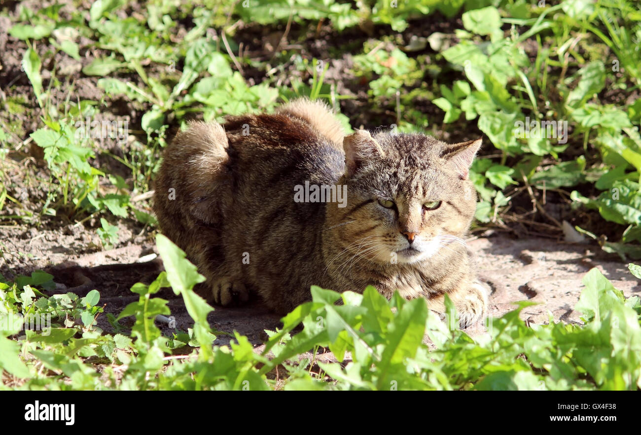 Ragged wound hi-res stock photography and images - Alamy