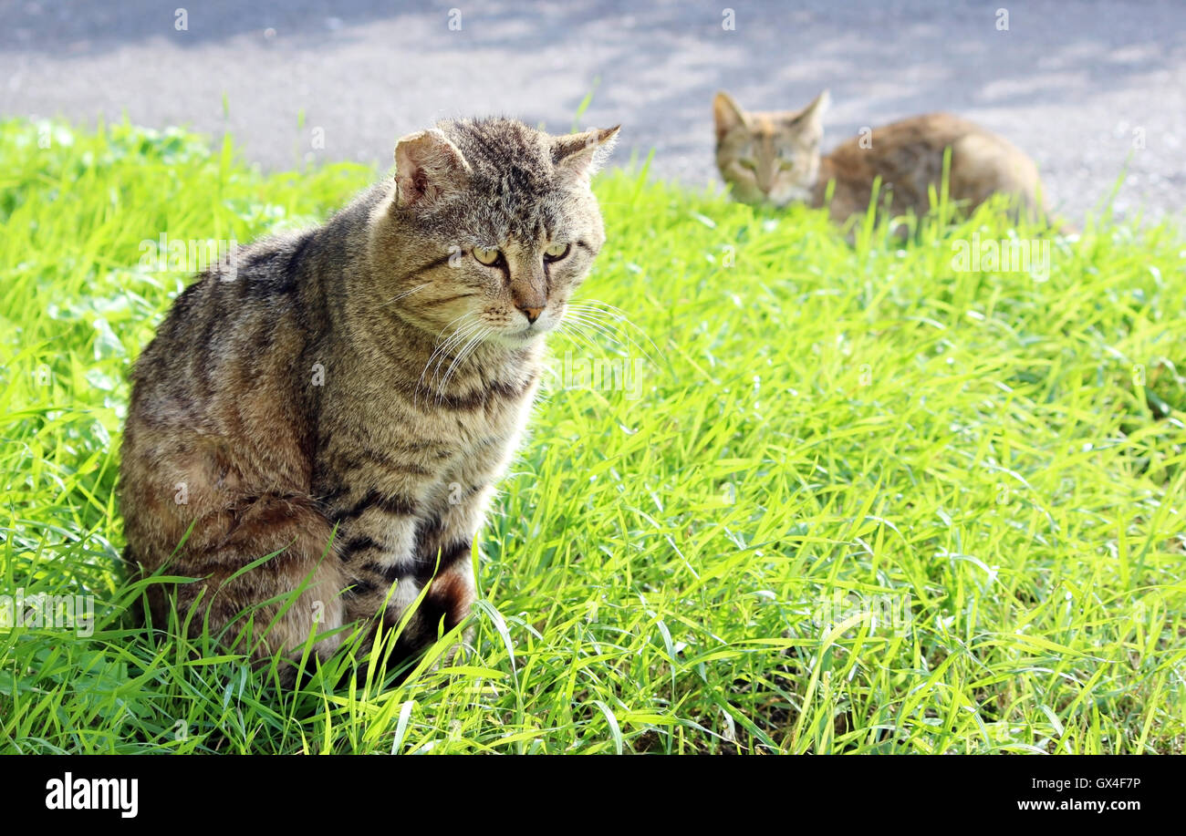 Ragged wound hi-res stock photography and images - Alamy