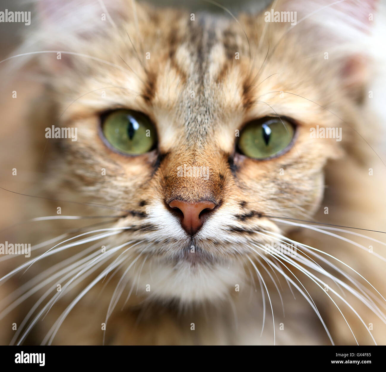 Tom snout hi-res stock photography and images - Alamy