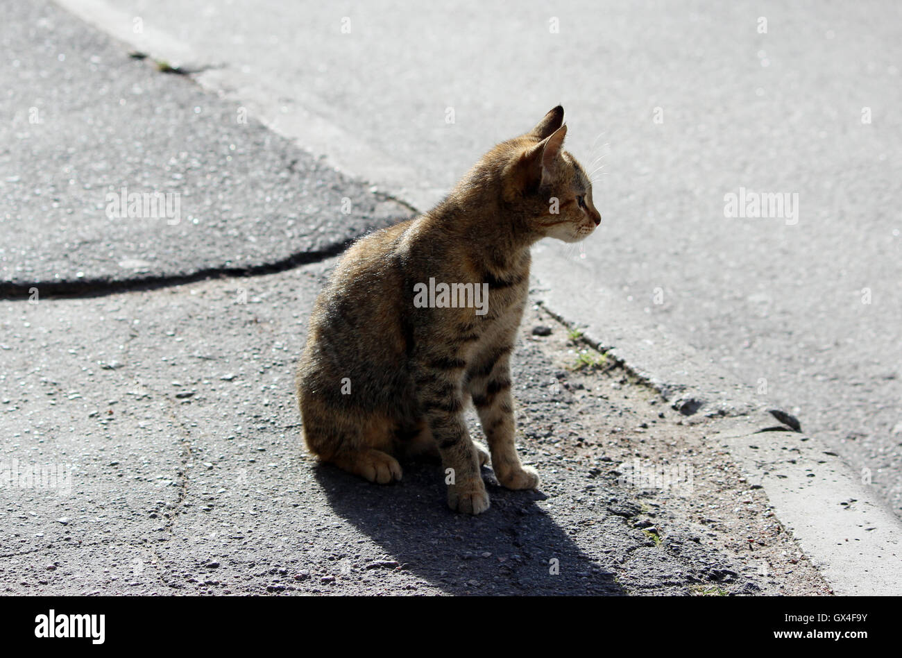 lonely stray cat tortoiseshell tricolor color is the asphalt on the ...