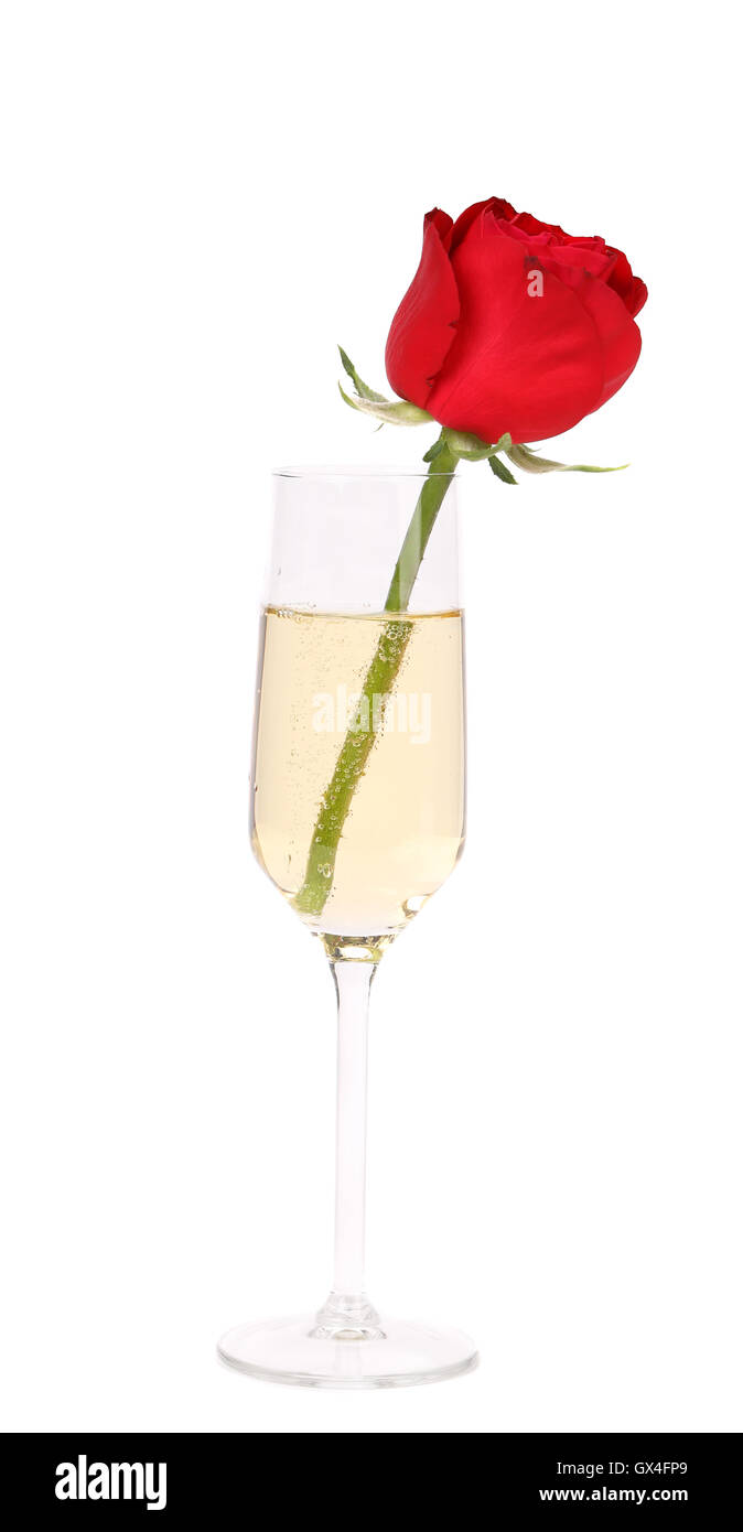 Red rose in glass of champagne Stock Photo - Alamy