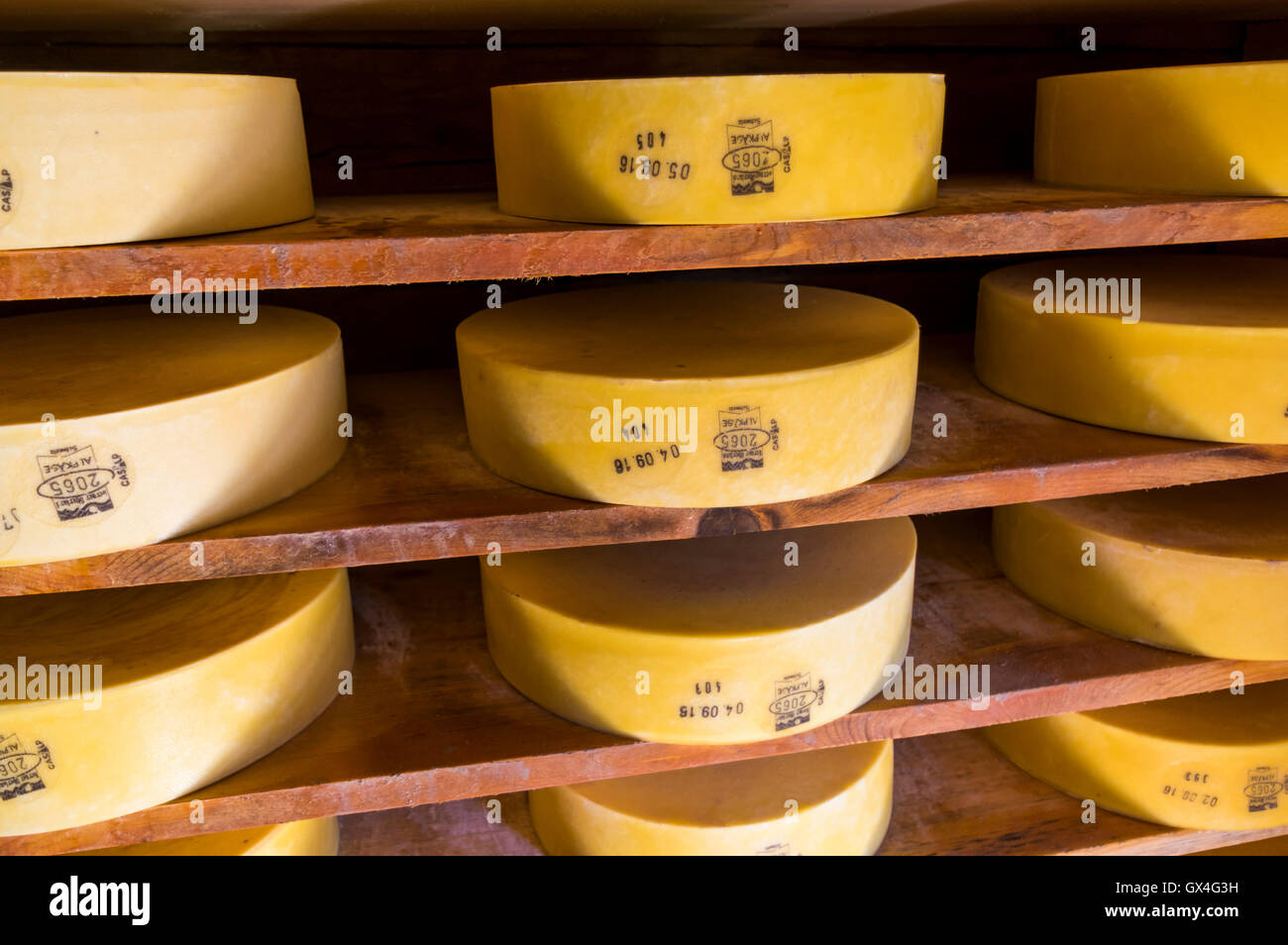 Berner Alpkäse AOP cheese wheels (about 15kg/33lbs each) stored on ...