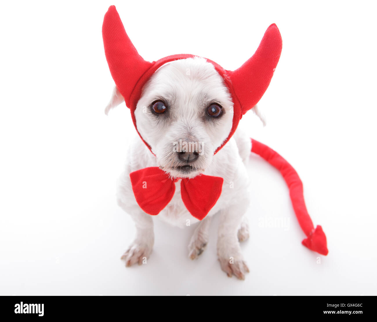 Little Devil Dog Stock Photo - Alamy