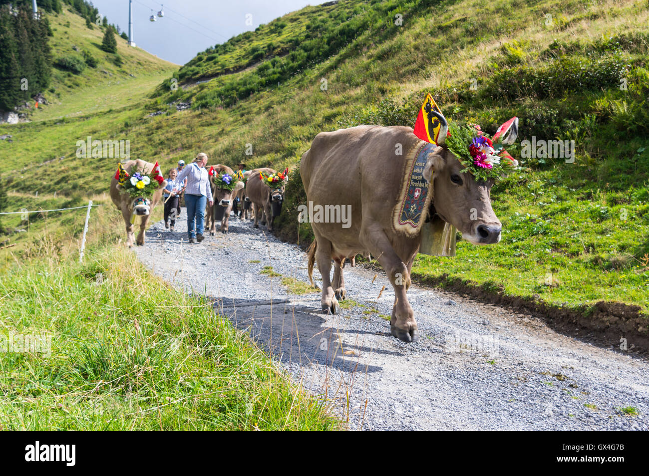 Alpabzug: Alpine transhumance in Switzerland. Cattle being driven from ...