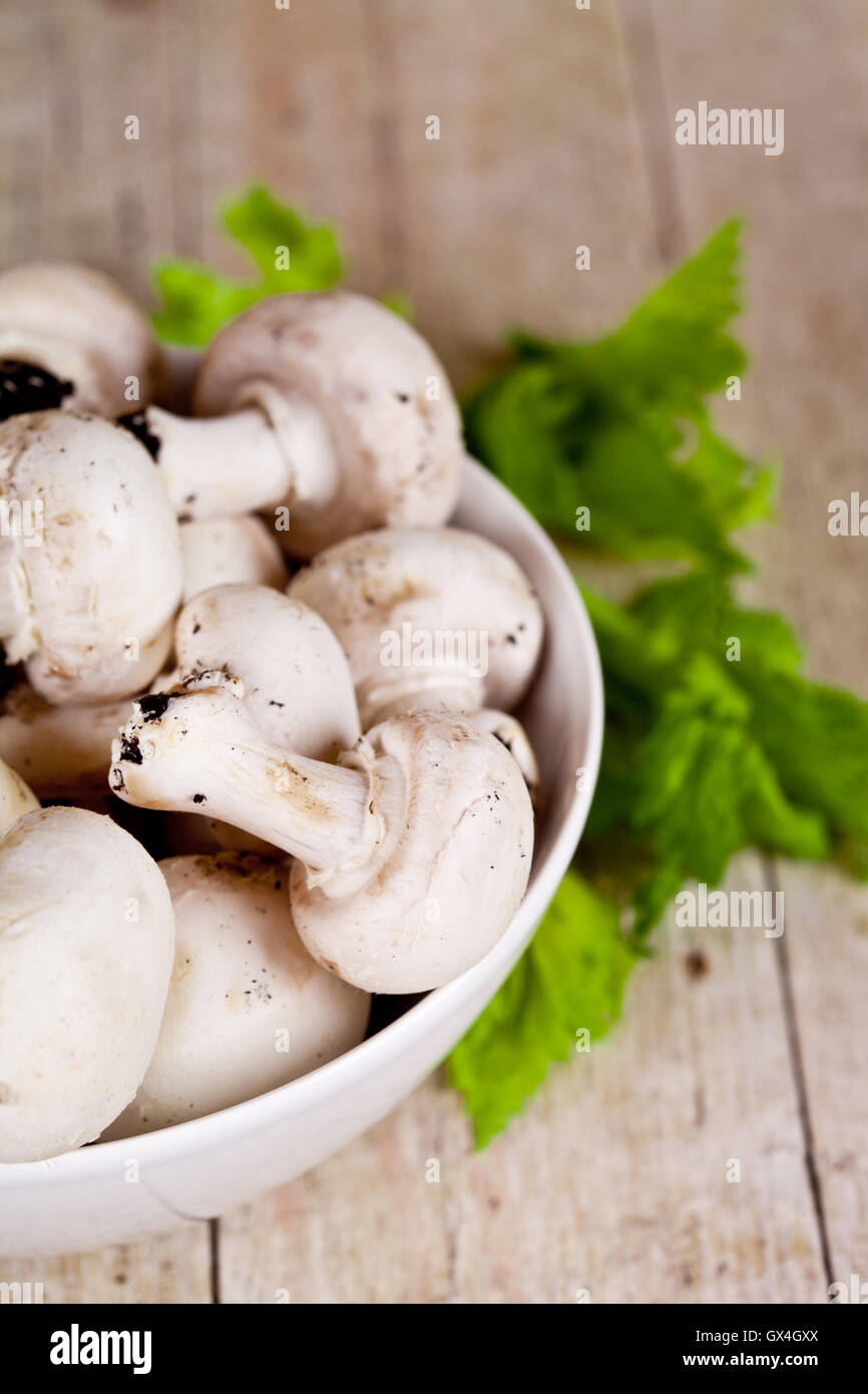 Group Of Mushroom High Resolution Stock Photography and Images - Alamy