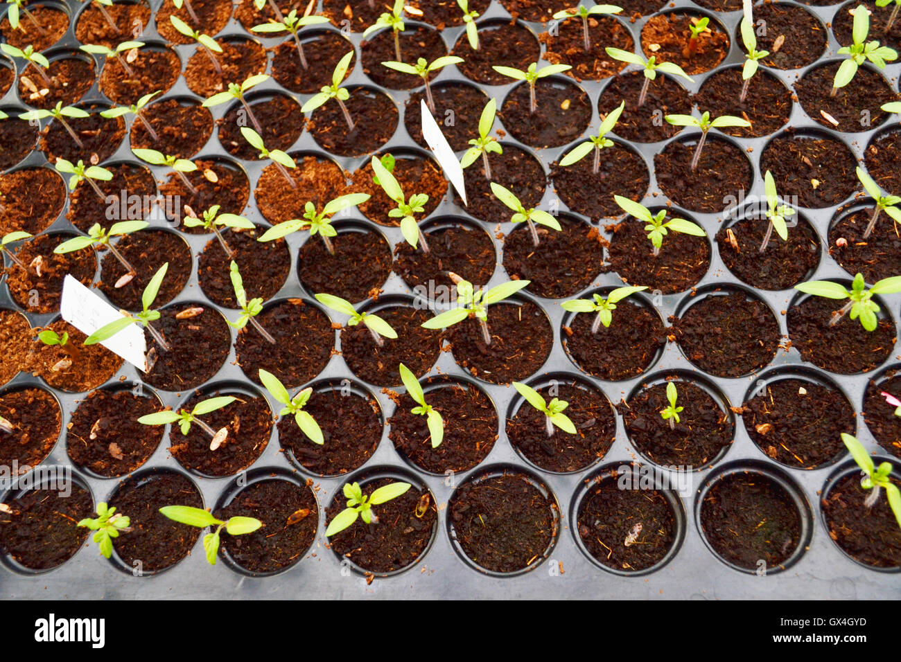 Propagation root hi-res stock photography and images - Alamy