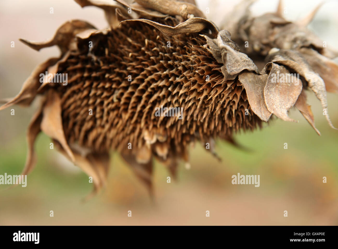 Droopy flower stem hi-res stock photography and images - Alamy