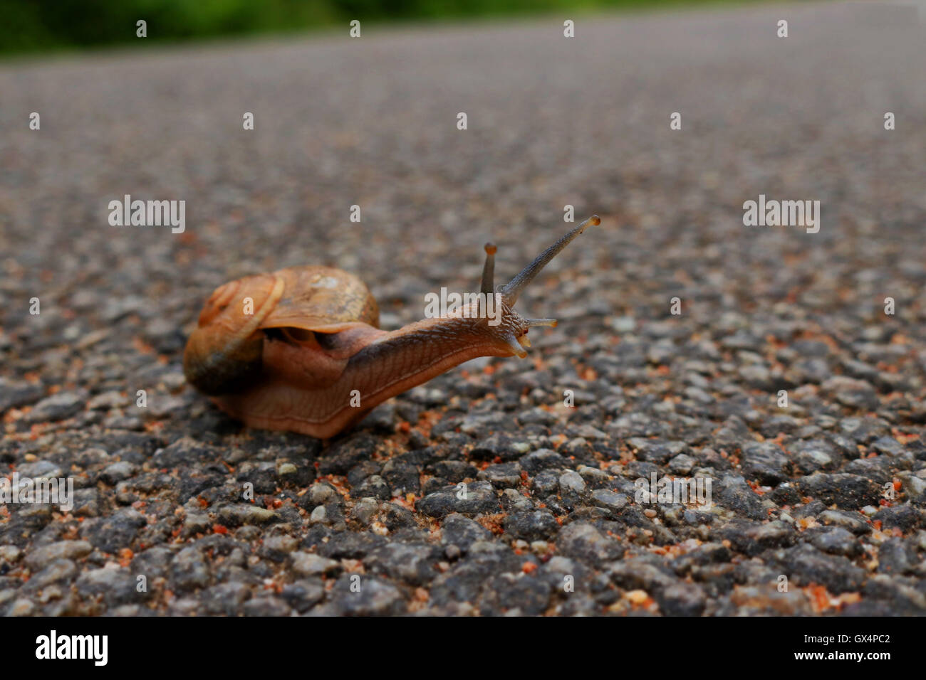 Indian insects hi-res stock photography and images - Alamy