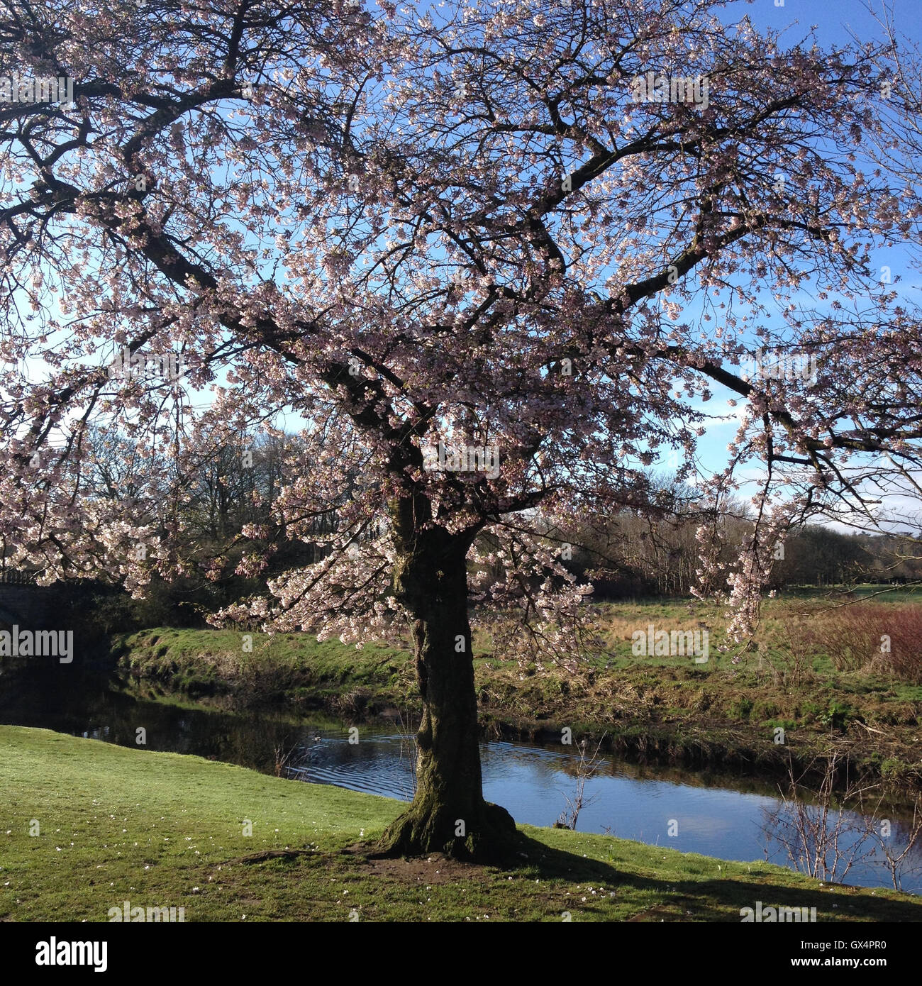 Pollok Park, in Glasgow, Scotland Stock Photo - Alamy
