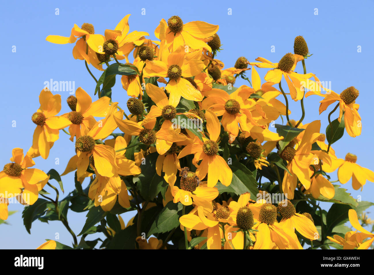 Yellow summer hi-res stock photography and images - Alamy
