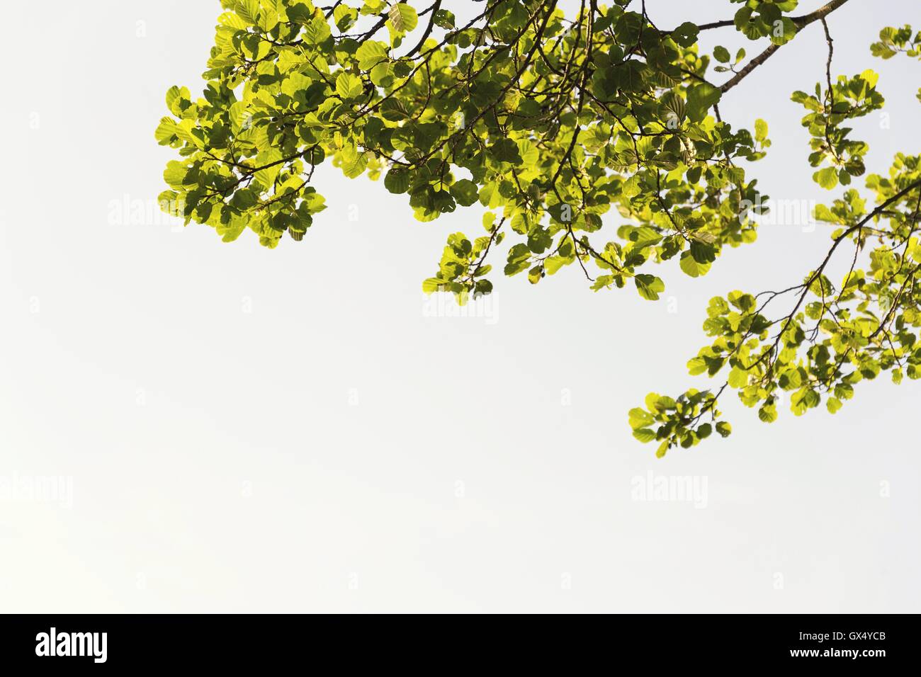 Vibrant foliage on high branches treetops with clear blue sky Stock ...