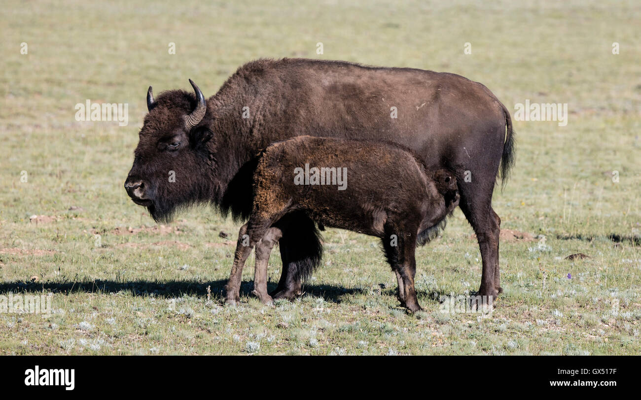 Mother bison nursing her calf Stock Photo - Alamy