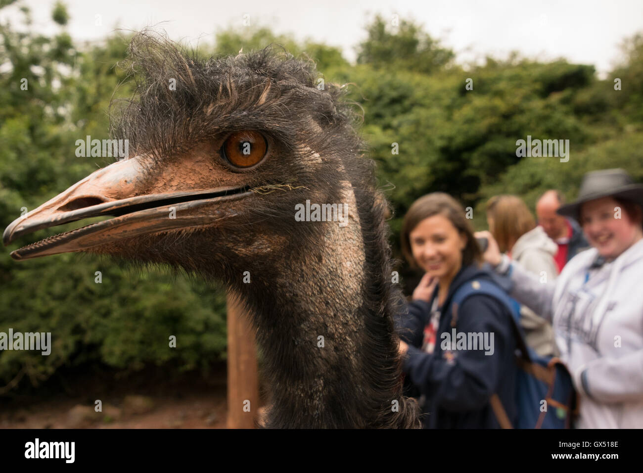 Emu looks into camera at South Lakes Safari Zoo Stock Photo - Alamy