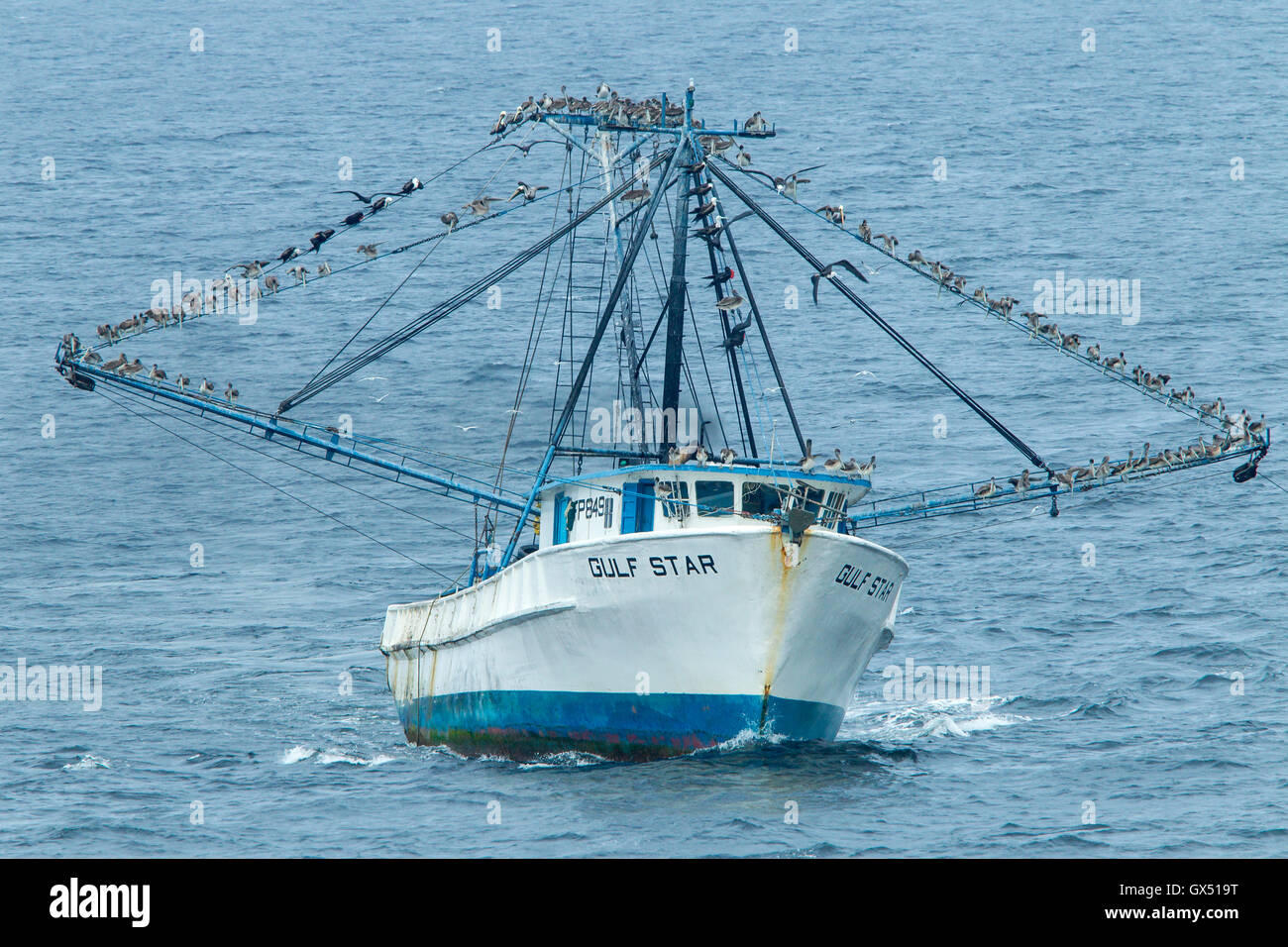 Frigate birds flying fish High Resolution Stock Photography and Images ...