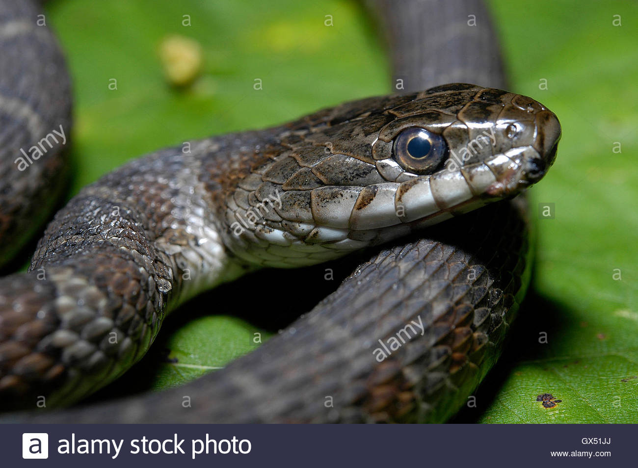 Natrix Sipedon Stock Photos & Natrix Sipedon Stock Images - Alamy