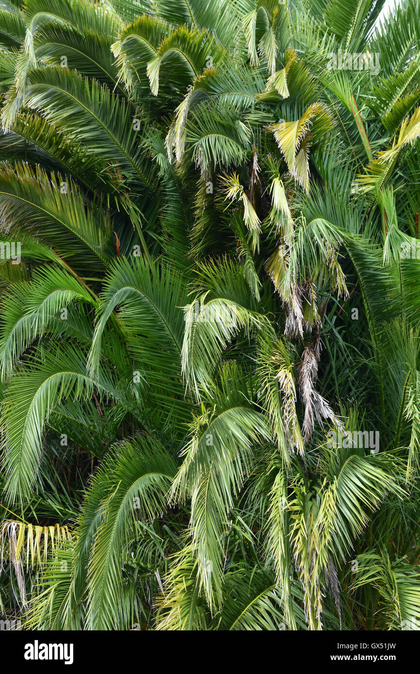 Dense palm branches Stock Photo - Alamy