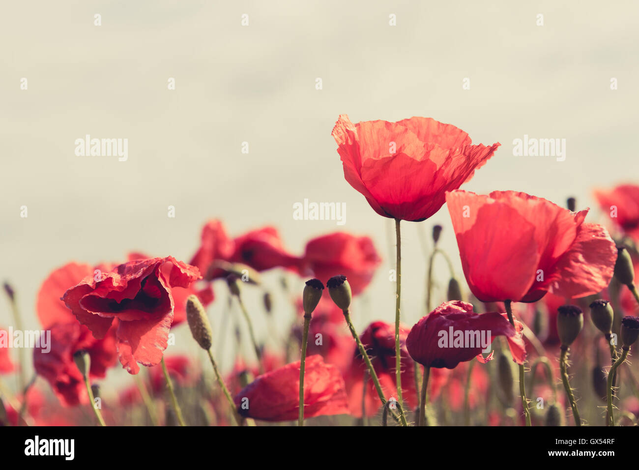 Poppy flowers retro vintage summer background, shallow depth of field ...