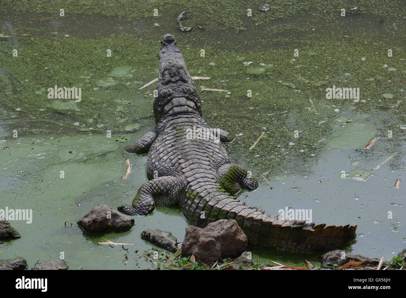Alligator in pool hi-res stock photography and images - Alamy