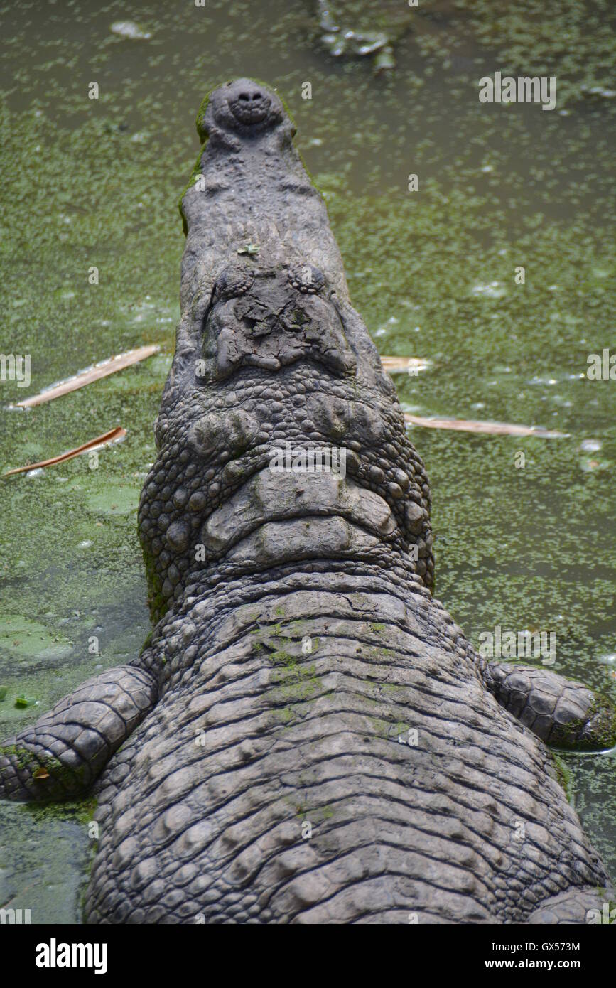 Alligator pool hi-res stock photography and images - Alamy