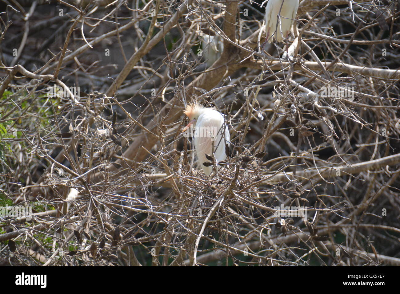 White migratory African bird in a tree Stock Photo - Alamy