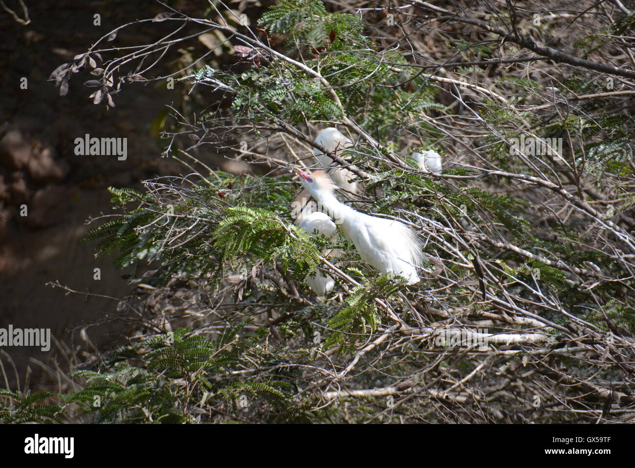 White wild migratory birds in a tree Stock Photo - Alamy