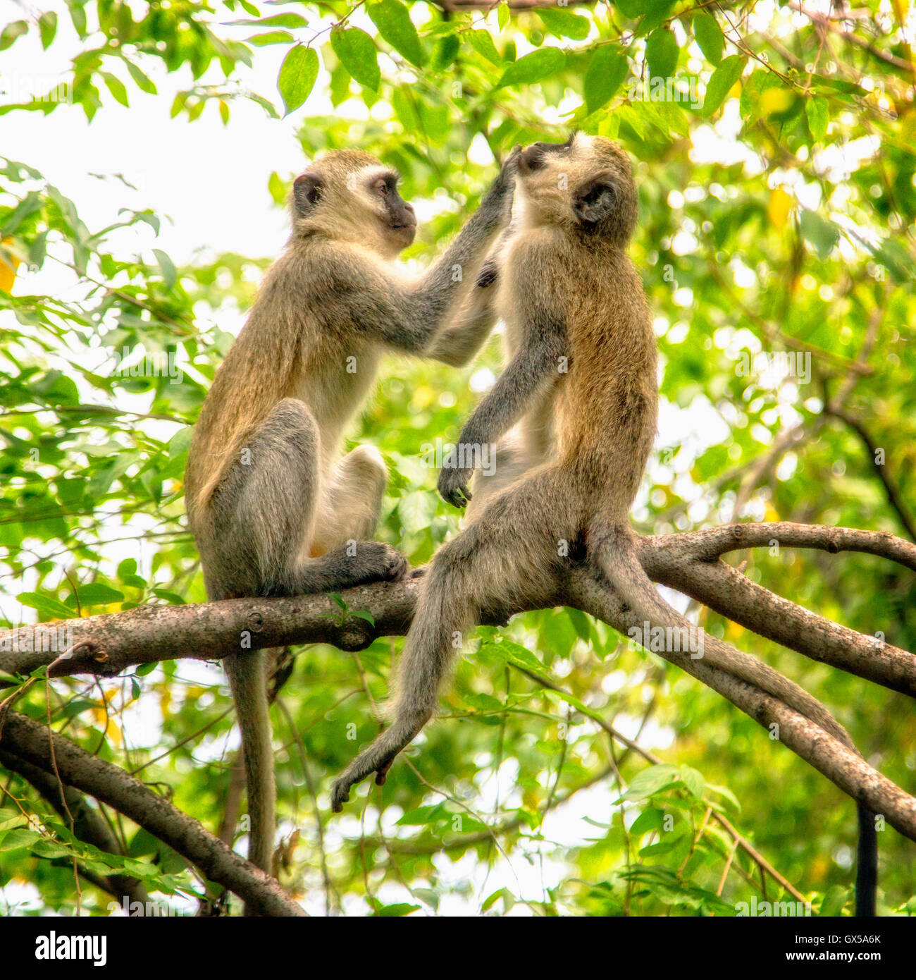 Monkeys in tree hi-res stock photography and images - Alamy