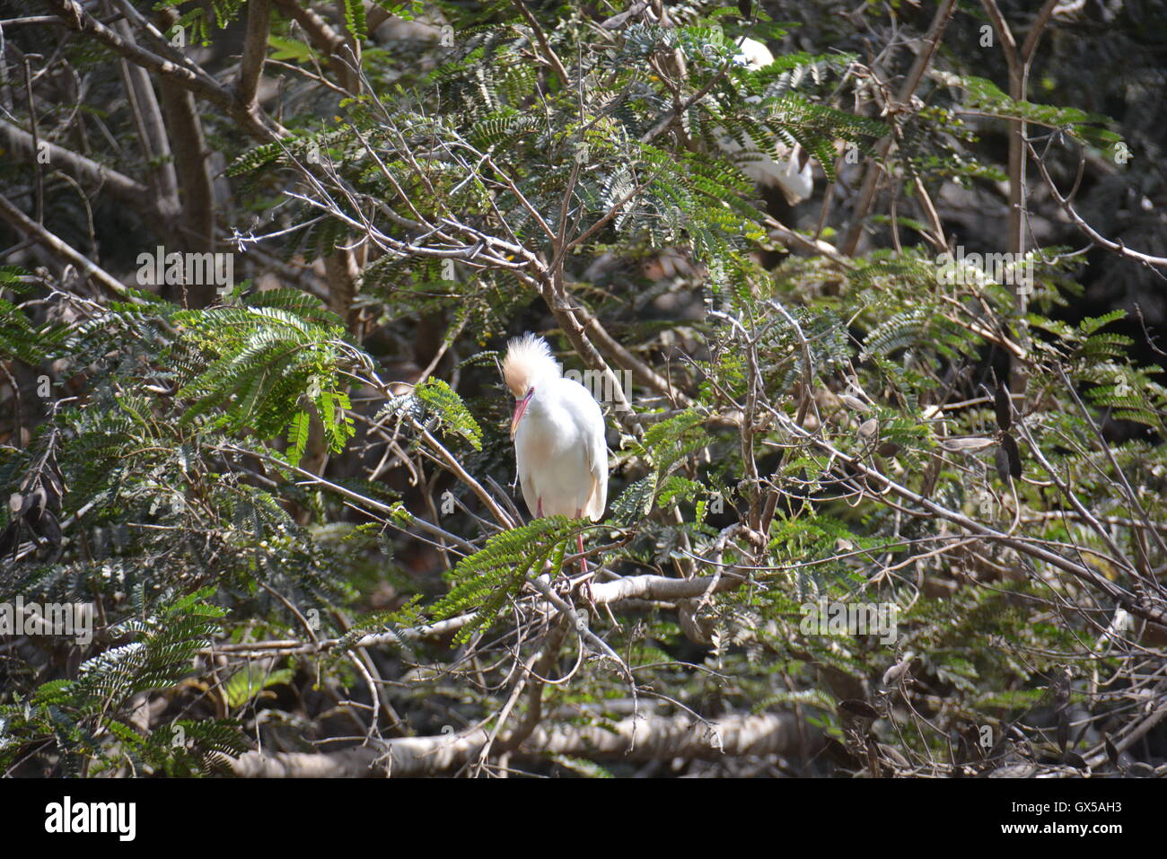 White wild bird in a log, Katchically Stock Photo - Alamy