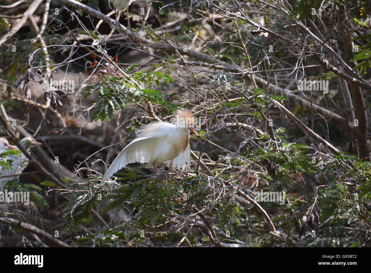 White wild bird on a log Stock Photo - Alamy