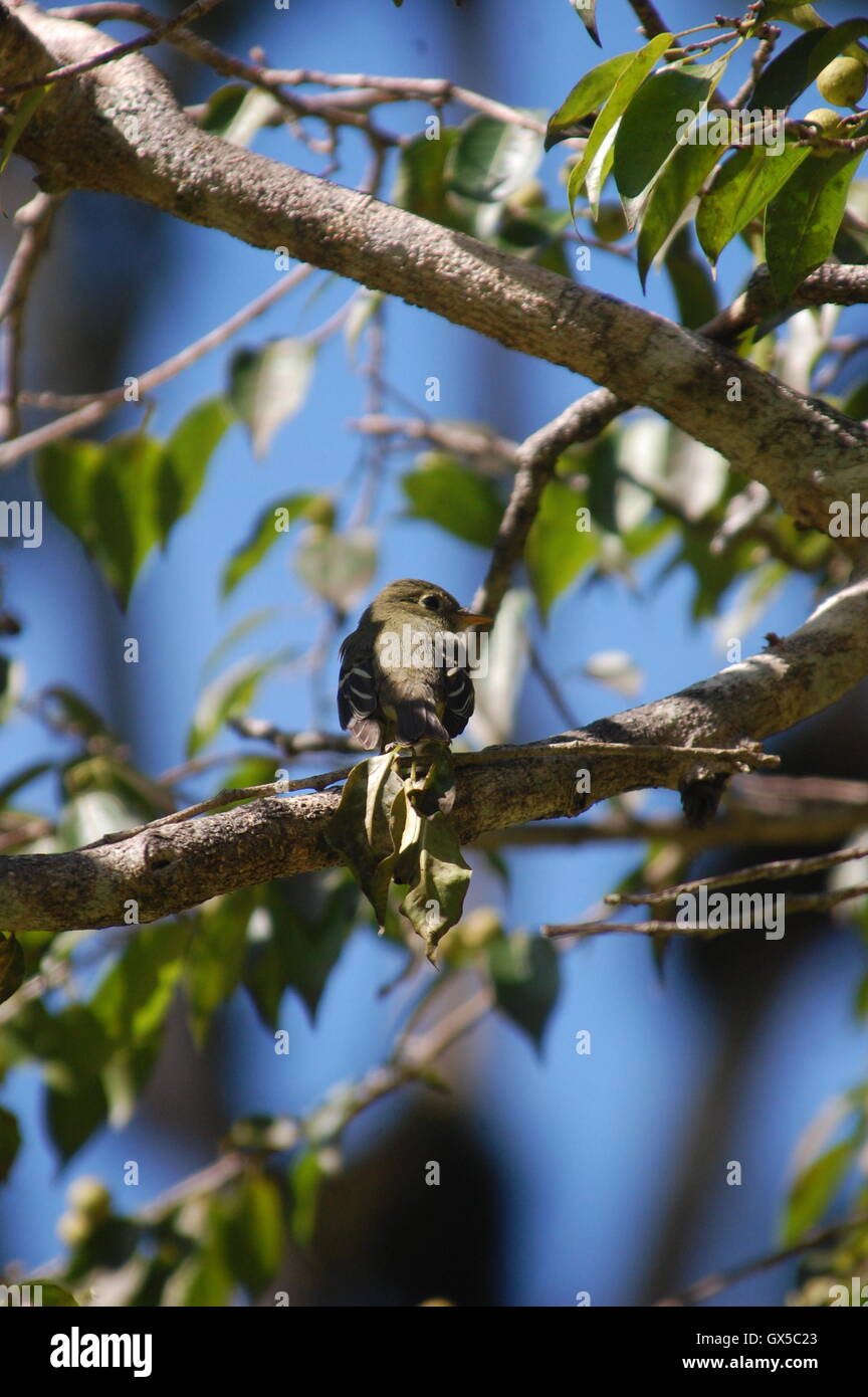 bird in a green log Stock Photo - Alamy