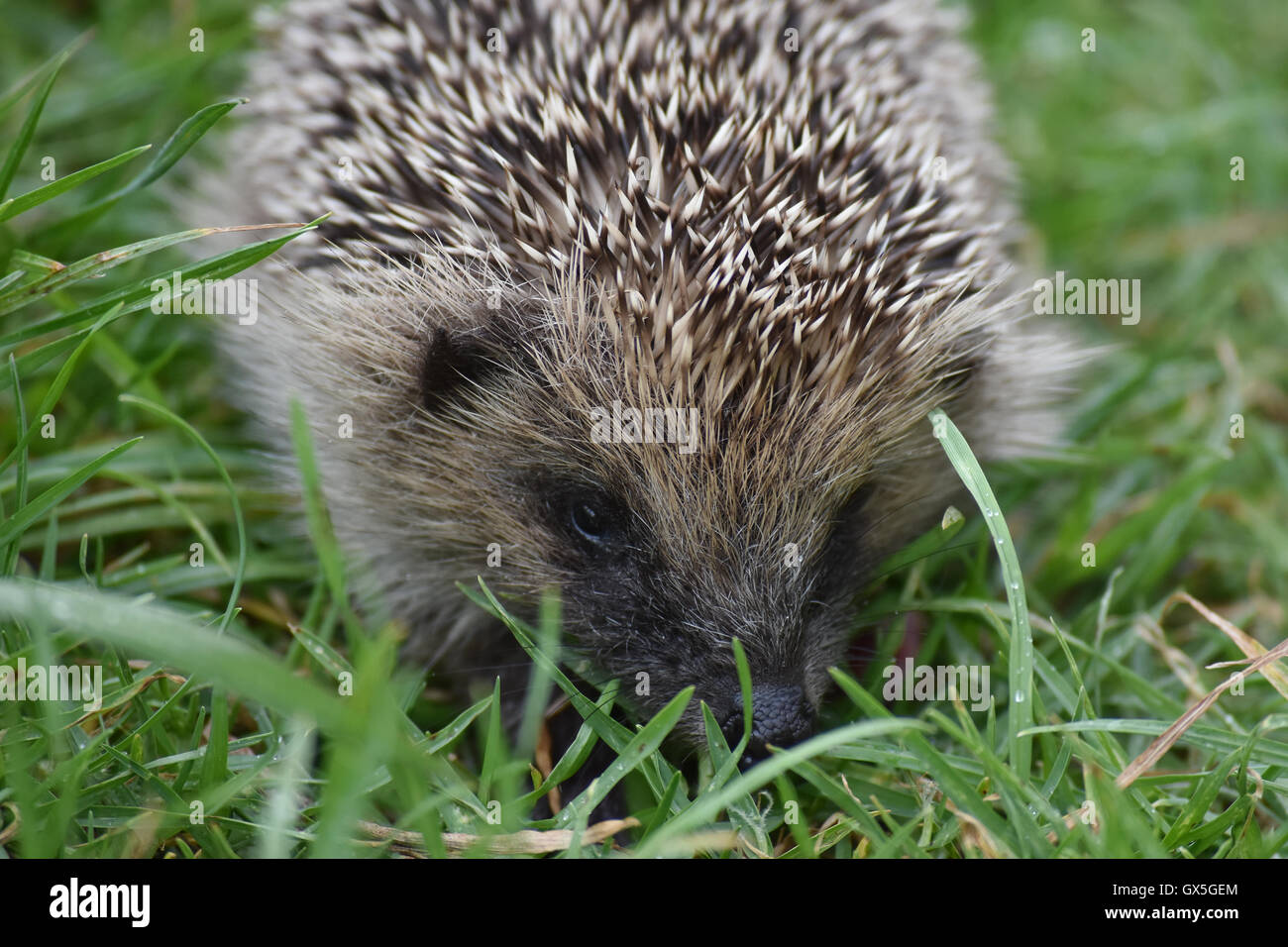 Hedgehog face hi-res stock photography and images - Alamy