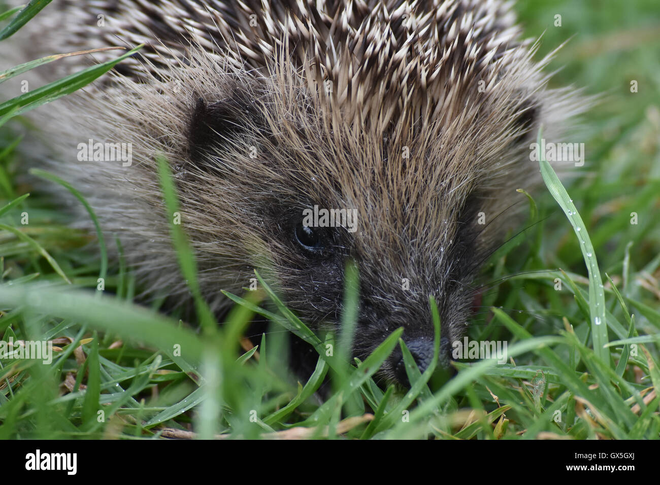 Hedgehog face hi-res stock photography and images - Alamy