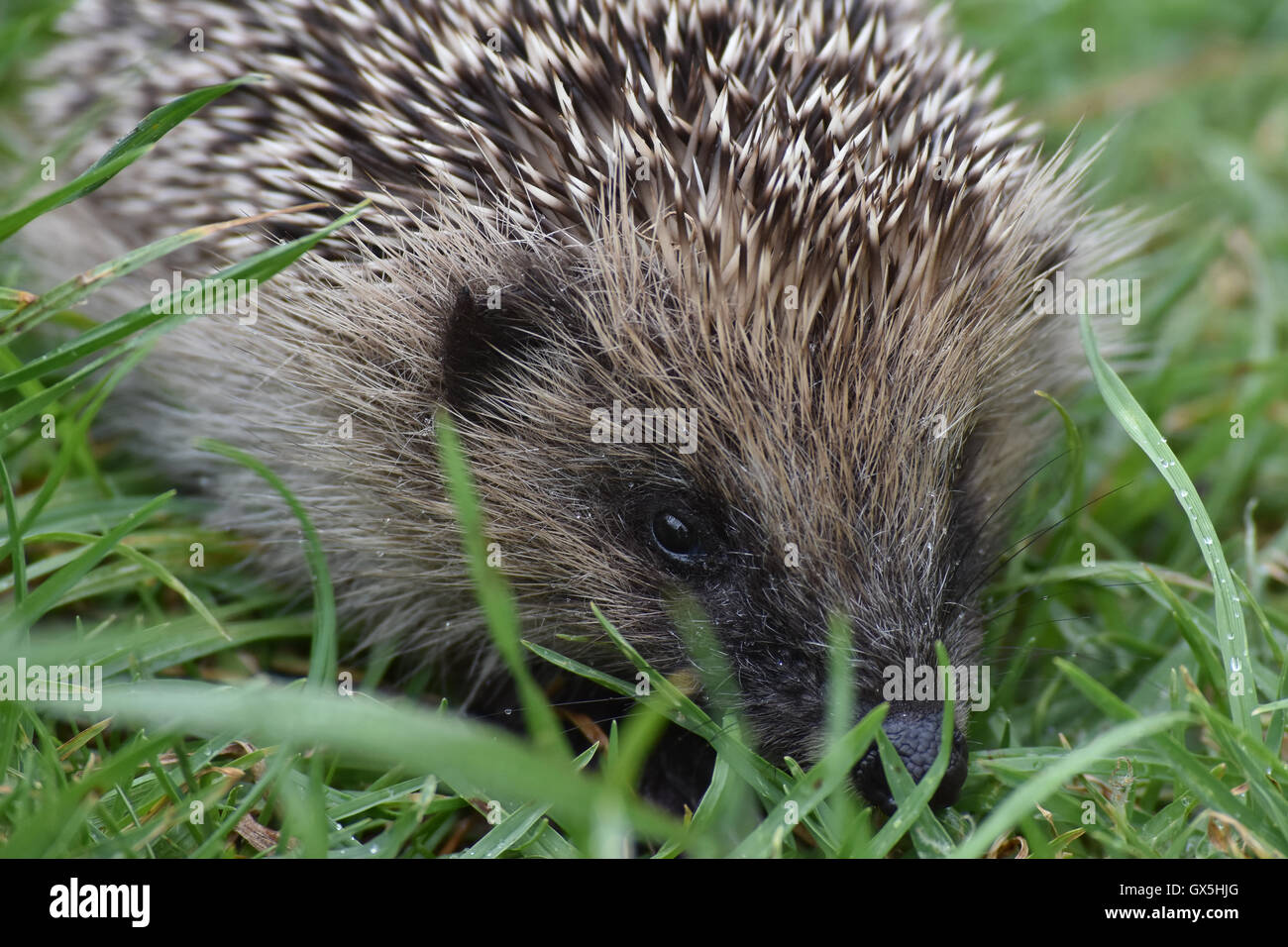 Hedgehog Face High Resolution Stock Photography and Images - Alamy