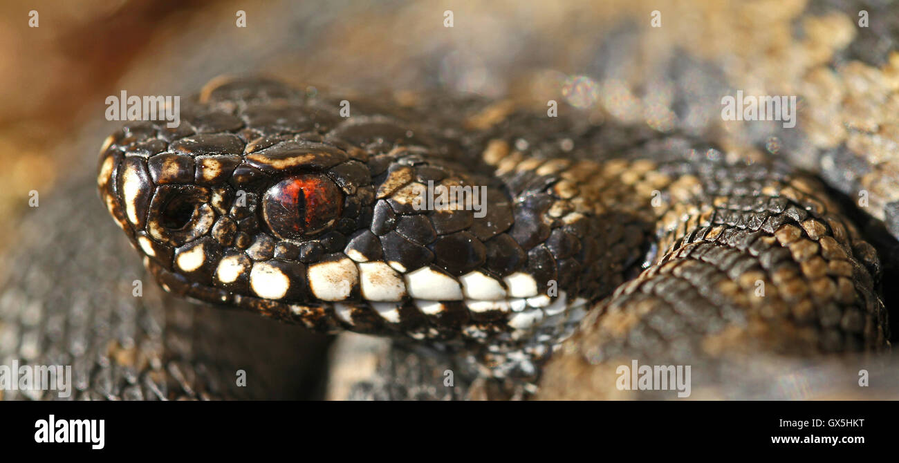 Common Adder High Resolution Stock Photography and Images - Alamy