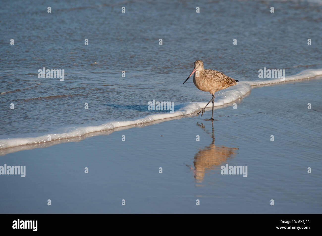 Beach Sand Piper bird walking along water edge with leg up Stock Photo ...