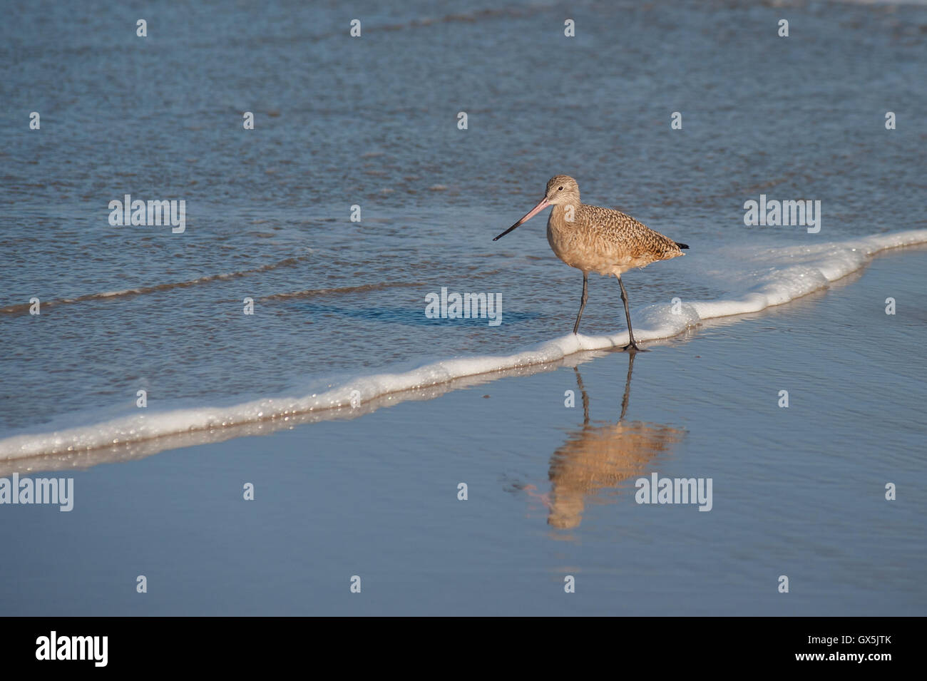 Beach Sand Piper bird walking along water edge Stock Photo - Alamy