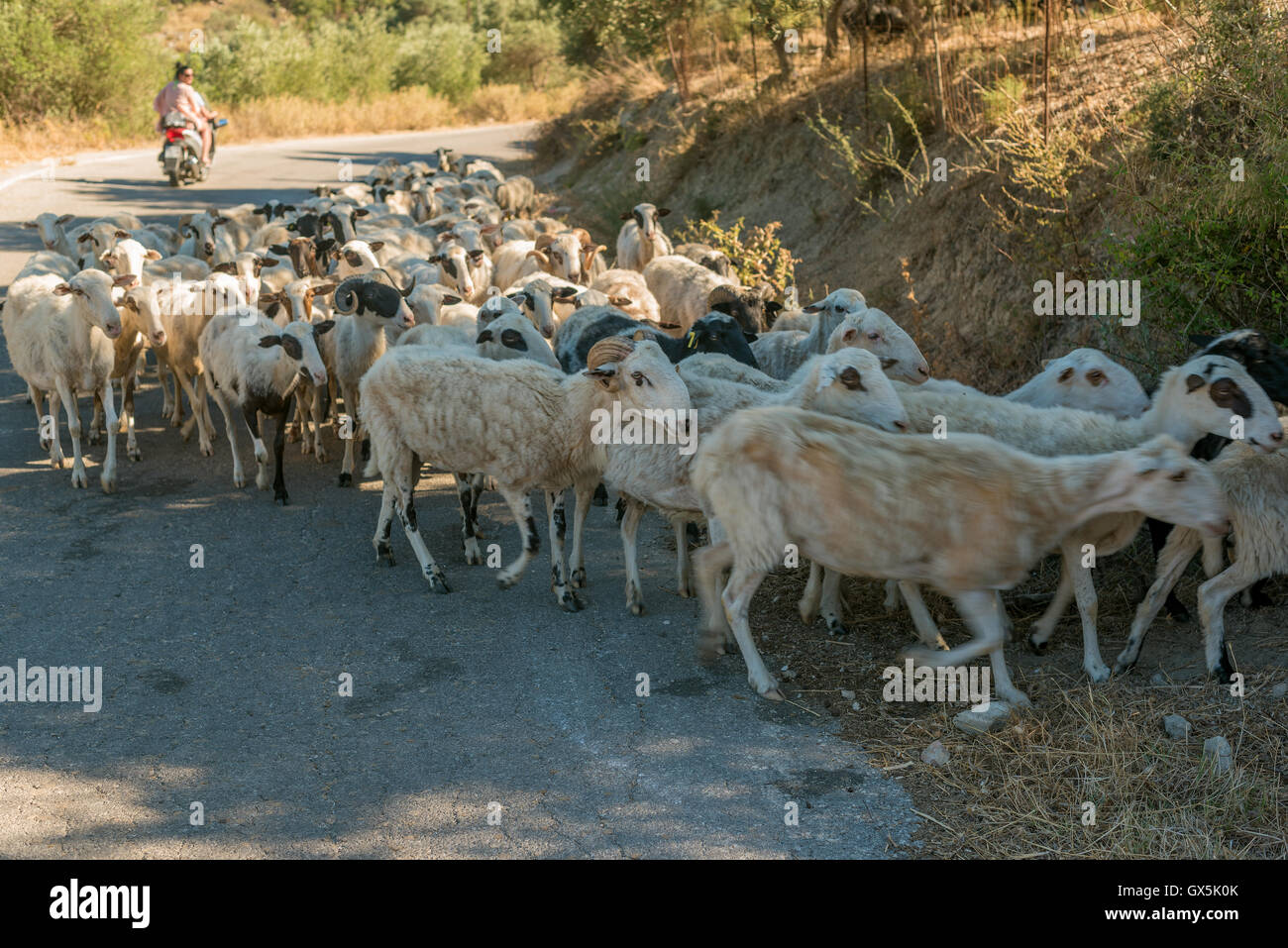 Sheep in Crete, Greece. Photography representing typical touristic ...