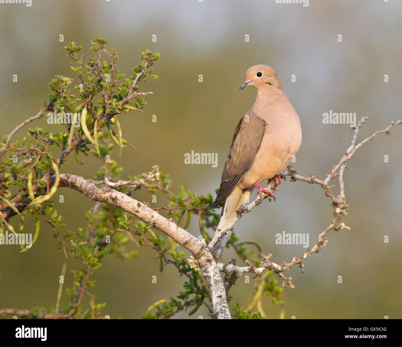 Mourning Dove (Zenaida macroura) sitting to of desert scrub, Texas ...