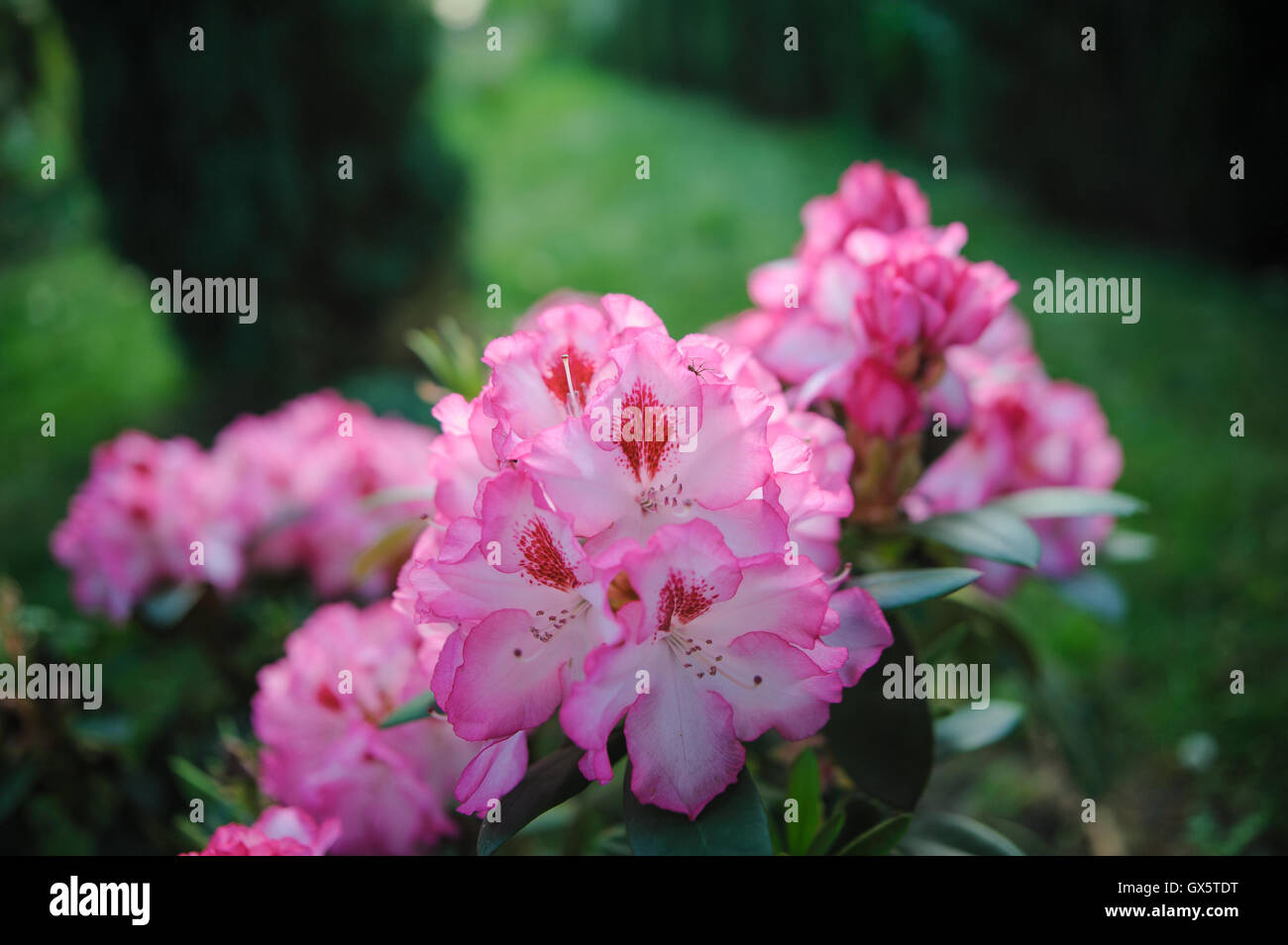 Pelargonium geranium group bright cerise pink flowers Stock Photo - Alamy