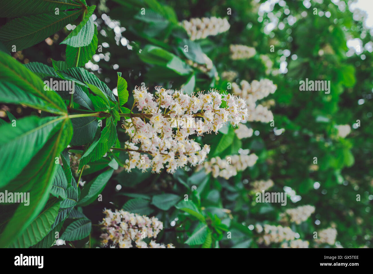 Blossoming chestnuts. Castanea sativa. Shallow depth-of-field Stock ...